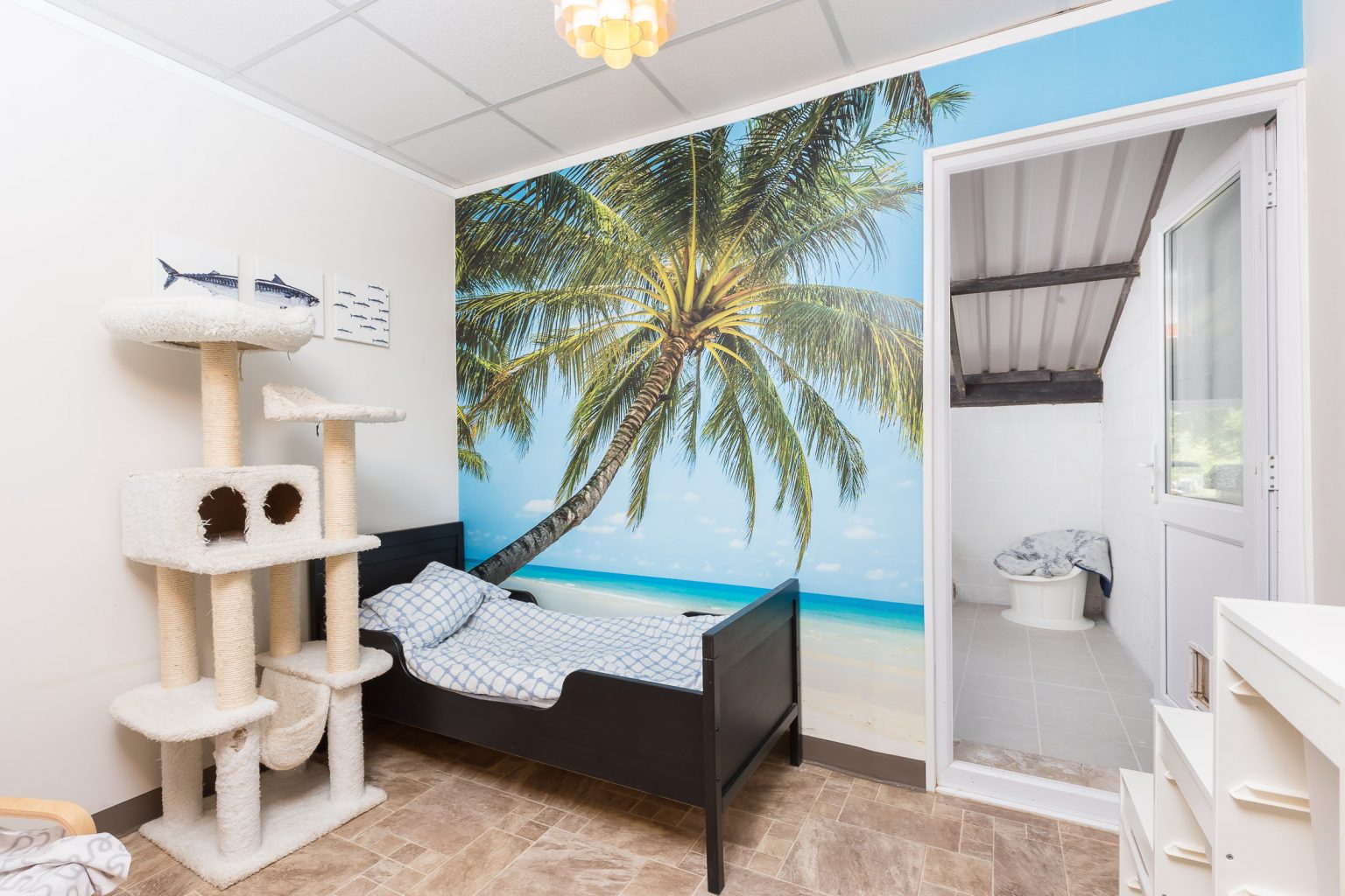 Beachcombers Cat Suite – HOTEL CAT | Luxury cattery Hampshire | Luxury ...