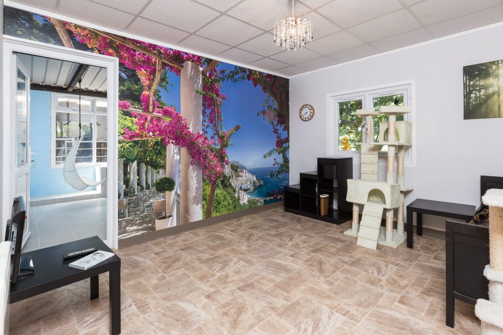 Hotel Cat – Luxury Cattery for Hampshire and London – HOTEL CAT ...